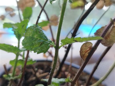 Mint Infested With Tiny Jumpy Bugs Ive Been Trying To Spray Homemade Pesticide A Vodka Lemon