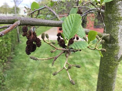 普通桤木桤木 混合雌球果和幼叶