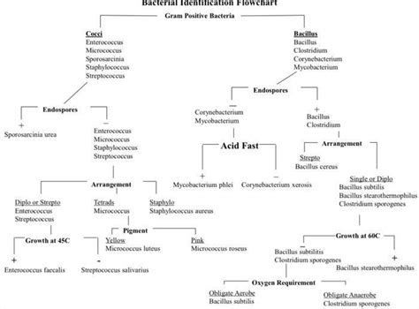 Solved Bacterial Identification Flowchart Gram Positive
