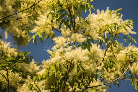 Yellow Spring Flowers On The Tree Stock Image Image Of Colorful Europe