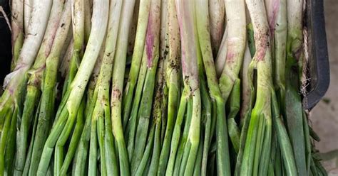 Cebolla Larga 1 Lb De Plaza De Mercado A Su Casa Frutas Y Verduras De La Huerta A Su Casa