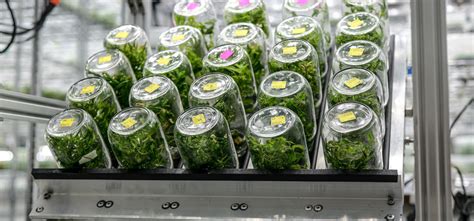 Protoplast Fusion A Gateway To Genetic Engineering In Plants Plant