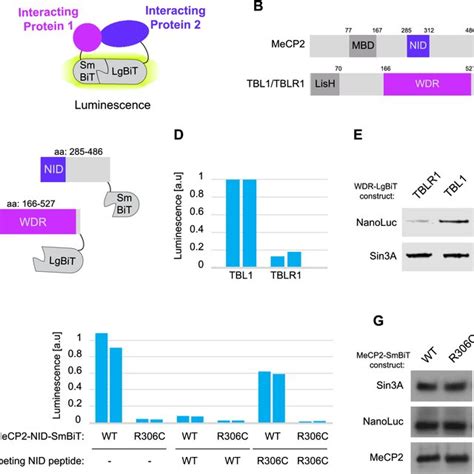 Nanoluc Based Protein Complementation Assay For Mecp2 Tbl1 Binding A Download Scientific