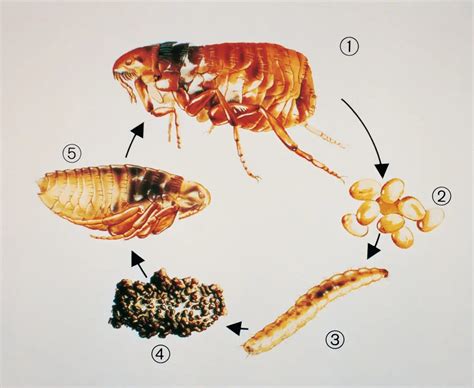 How Long Can Fleas Live Without A Host