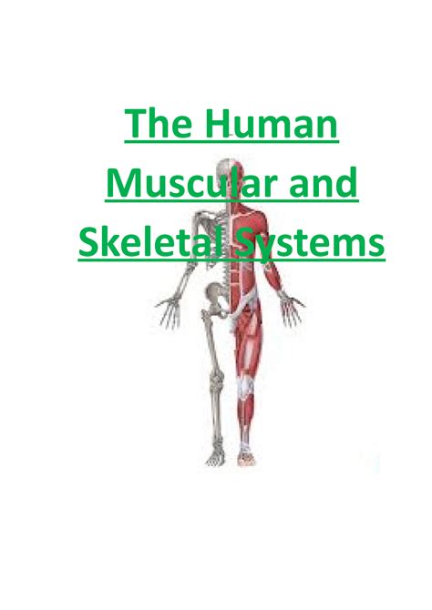Unit 11 Assignment The Human Muscular And Skeletal Systems