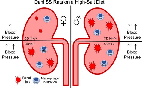 Sexual Dimorphic Role Of Cd14 Cluster Of Differentiation 14 In Salt