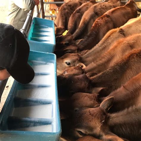 Cattle Embryo Transfer Rlts Africa