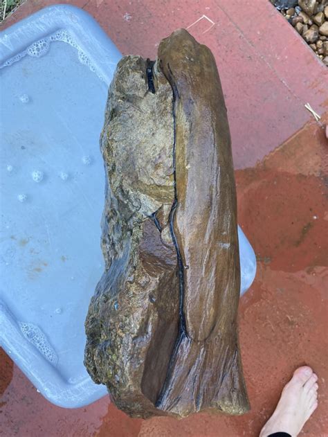 Possible Root Fossil In Rock R Fossilid