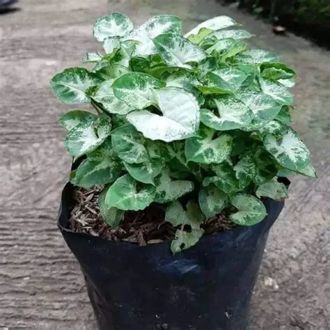 Syngonium Mini Pixie Aroid Nursery