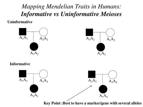 Ppt Mapping Mendelian Traits In Humans Part I Powerpoint Presentation