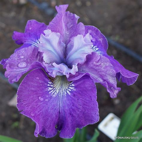 Dancing Mood Daylily Phloxeu