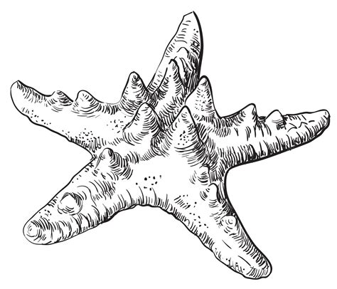 Rozgwiazda Rysunek Ręka Monochromatyczna Ilustracja Wektorowa