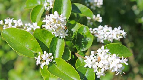 Types Of Privet Hedges What To Know About Privets Angi