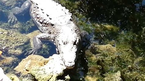 Cancun Mexico Zona Hotelera Crocodiles Krocodille Prepárense Para