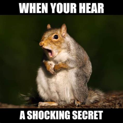 12 Funny Squirrel Memes To Make You Smile