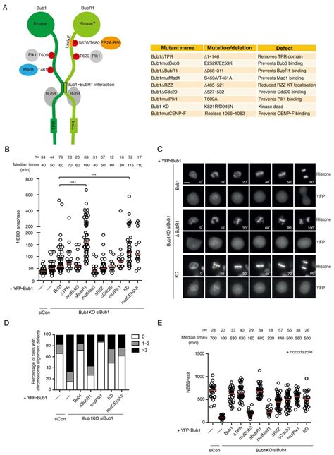 Systematic Analysis Of Bub1 Interaction Modules A Schematic Of The