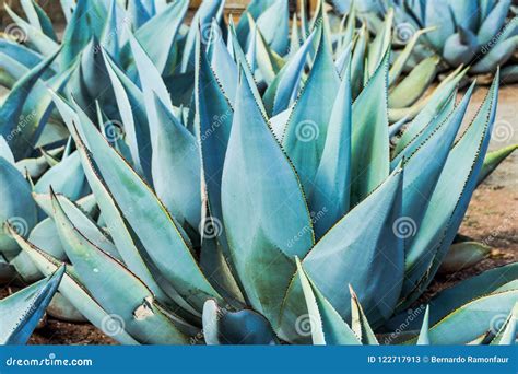 Green Maguey Traditional Nativr Mexican Plants Stock Image Image Of