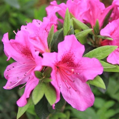 50seeds Pack Rhododendron Flower Seeds Bonsai Seeds Flowering Plants