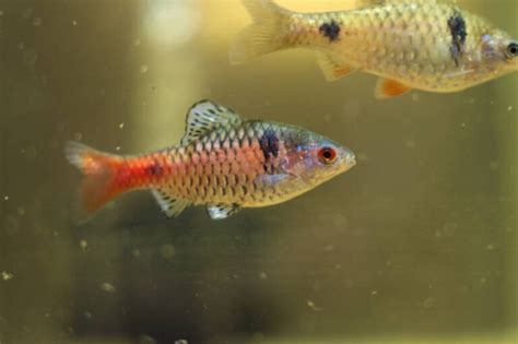 Odessa Barb Care Guide With Tank Setup Diet And Breeding