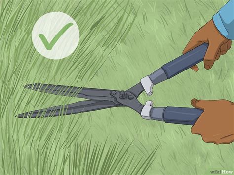 How To Kill Flea Eggs On Your Pet And Around Your Home