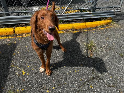 Irish Setter Rescueadopt A Setter