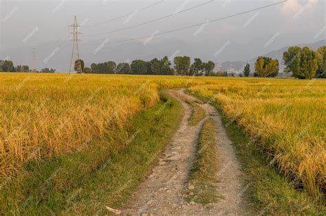 Premium Photo Dirt Road Passing Through The Yellow Ripe Rice Fields