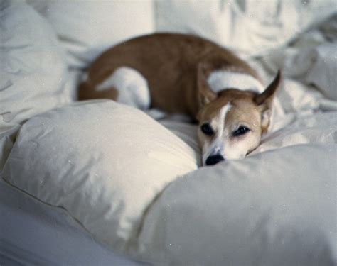 Jack Chi Breed Information Characteristics And Heath Problems