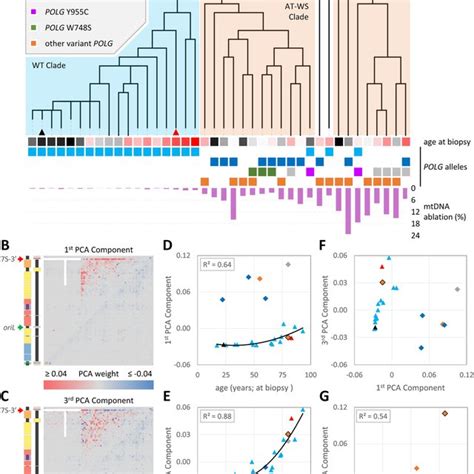 The Human Mtdna Reference Map And The Mtdna Deletion Mapping Pipeline