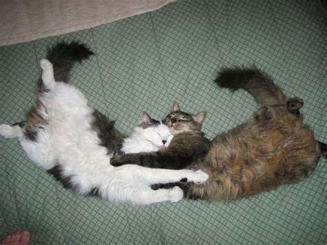 Cat Hug 4