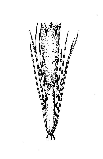 Asteraceae Dichotomous Key Go Botany