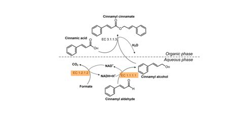 Multi‐enzyme Cascade Reaction In A Miniplant Two‐phase‐system Spinchem