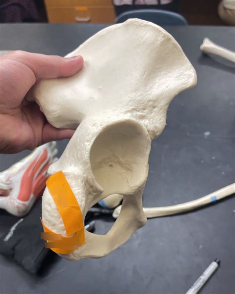 Pelvic Diagram Quizlet