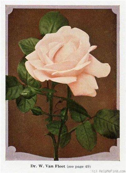 Dr W Van Fleet Rose
