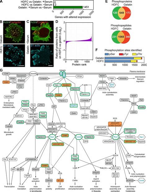 Phosphoproteomics Analysis Of Cells Invading Hdfc Matrix Reveals Download Scientific Diagram