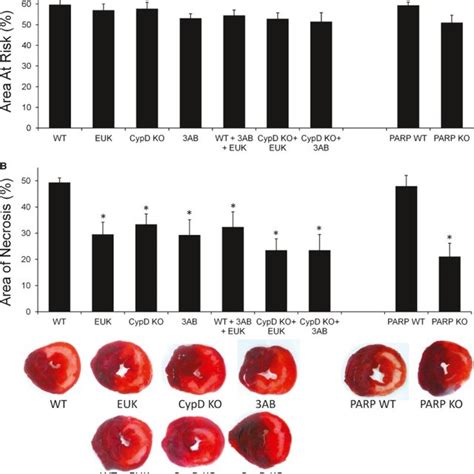 Tmre Localization Stability And Responses To Cccp Ex Vivo A