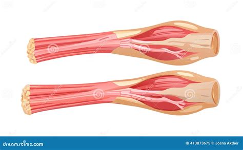 Human Thigh Muscles Anatomy Strength And Movement Diagram Vector