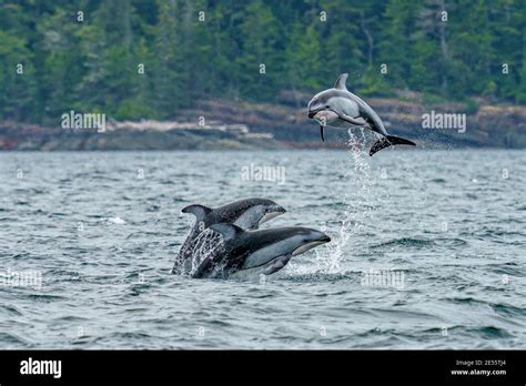 Three Pacific White Sided Dolphins Lagenorhynchus Obliquidens Jumping