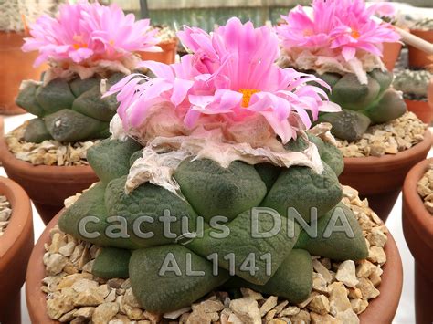 Ariocarpus Cactus Dna