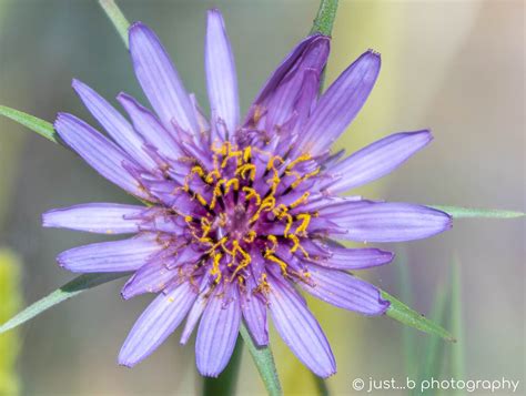 Purple Salsify Starry Shaped Flowers And Unique Seed Heads