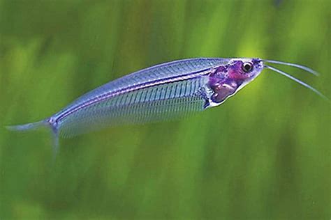 Glass Catfish Care Size Food And Care Cory Cat Fish