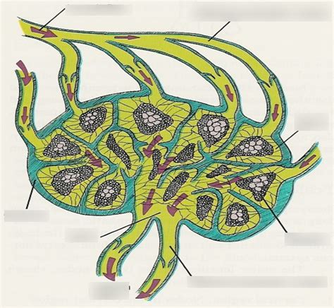 Diagram Of Lymph Node Structure Quizlet