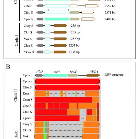 open reading frames and nucleotide sequence homologies in the