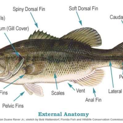 Internal Anatomy Of A Bony Fish