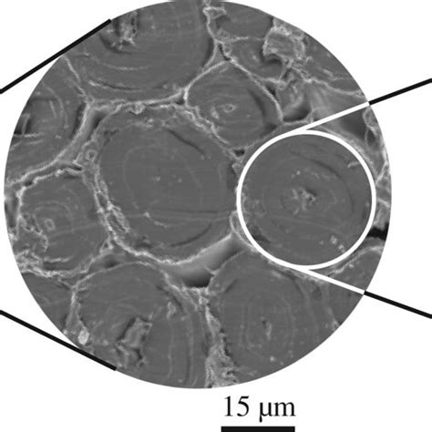 A Idealized Multilamellar Cell Wall Structure Showing The Axes Aαi