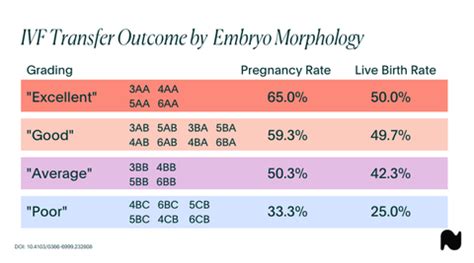 Day 6 Embryo Grading Embryo Grading Definition Tzbu