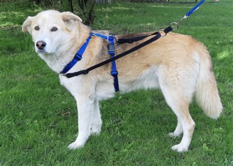 Ttouch® Connector No Pull Dog Leash Adapter Tellington Ttouch Canada