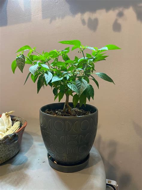What Should I Do With This Bonchi Stuck On Shaping And Trimming R