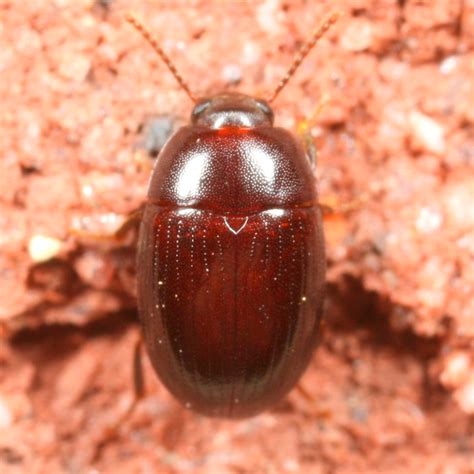 Brown Flat Oval Bug At Christopher Doyle Blog