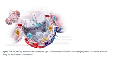 22 Alveolar Cells Diagram Quizlet