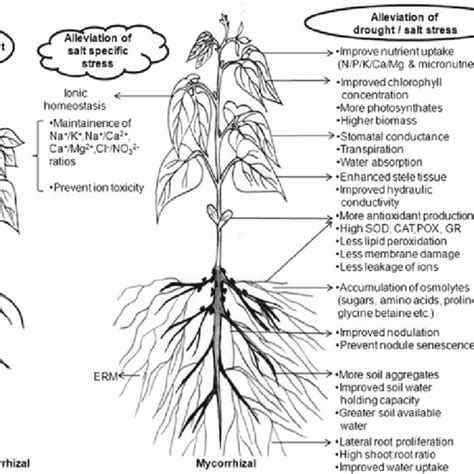 Pdf Plant Acclimation To Environmental Stress